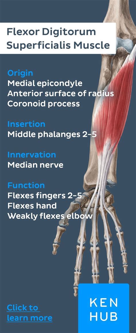 Flexor Digitorum Profundus Origin And Insertion