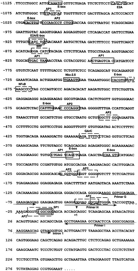 Dna Sequence Upstream And Downstream Of Cx40 Exon 1 Exon 1 Starts At