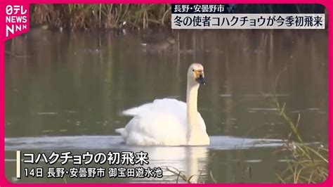 冬の使者コハクチョウの今季初飛来を確認 ピークは来年1月下旬2月上旬 長野安曇野市 YouTube