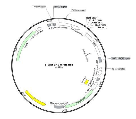 Vectors Twist Bioscience