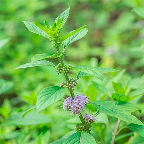 Wild Mint Aromatic Herb With Medicinal Value