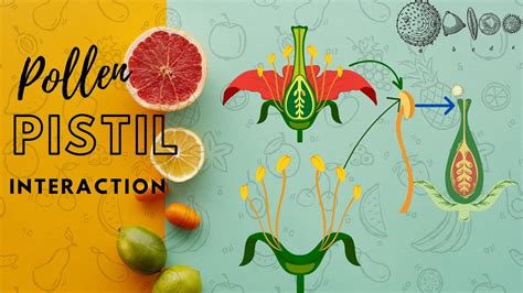 Pollen Pistil Interaction Stages Sexual Reproduction In Flowering