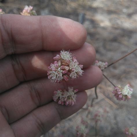 Naked Buckwheat From South Lake Tahoe Ca Usa On October