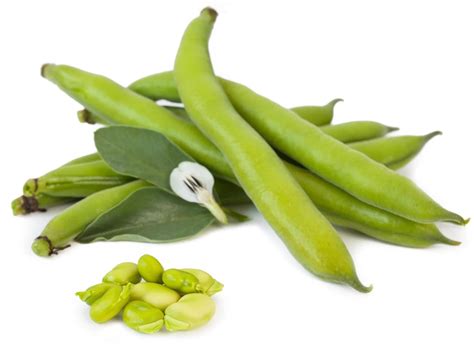 Organic Sweet Lorane Fava Bean Vicia Faba Seeds Plant Material