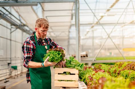 야채 의 상자를 들고 남자 양상추 온실에서 일하는 남성 농부 25 29세에 대한 스톡 사진 및 기타 이미지 25 29세 40 49세 45 49세 Istock