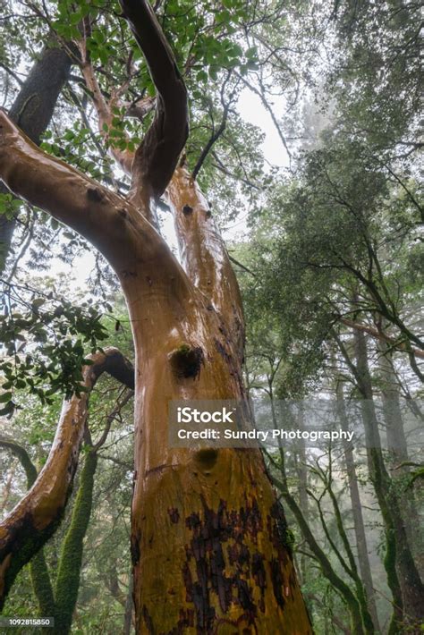 비오는 날 캐슬 락 주립 공원 샌 프란 시스 코 베이 지역 캘리포니아에 Madrone 나무 나무 줄기를 젖은 0명에 대한 스톡 사진 및 기타 이미지 Istock