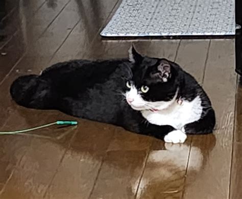 疲れちゃってぇ ハチワレ猫ちゃんとの生活