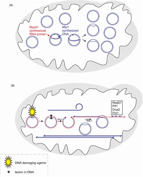 Current Models Of Initiation Of Mtdna Replication In S Cerevisiae Download Scientific