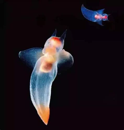 世界上最美的透明生物！ 美到爆！ 搜狐