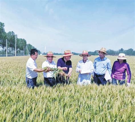 陵城：打造“吨半粮”创建先行区德州新闻网