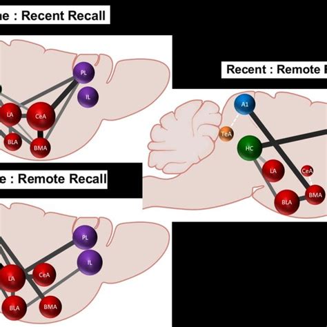 Brain Network Functional Connectivity Diagrams The Node Diameter Download Scientific Diagram