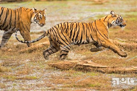 Bengal Tiger In Ranthambhore National Park Rajasthan India Asia