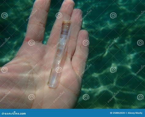 Seashell Of Bivalve Mollusc Minor Jackknife Ensis Minor On The Hand