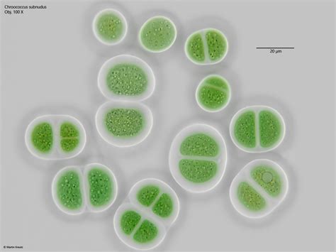 Chroococcus Subnudus Real Micro Life Chroococcus Subnudus Real Micro Life