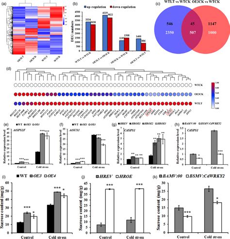 Expression Levels Of Sucrose Synthesis Genes And Concentrations Of Download Scientific Diagram