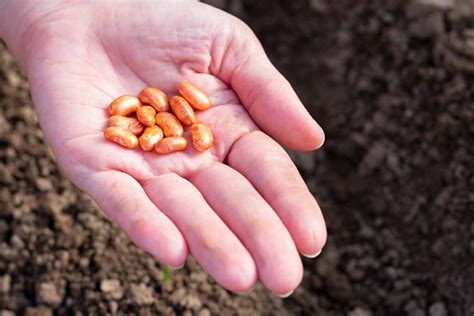 13 Different Types Of Edible Beans For The Garden