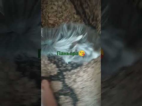 пентера - YouTube
