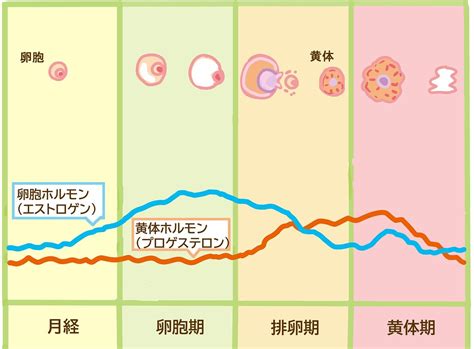 子宮内膜症 百年整体錦糸町院