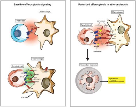 The Role Of Efferocytosis In Atherosclerosis Pmc