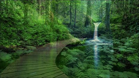 Aesthetic Laptop Forest Wallpapers Wallpaper Cave