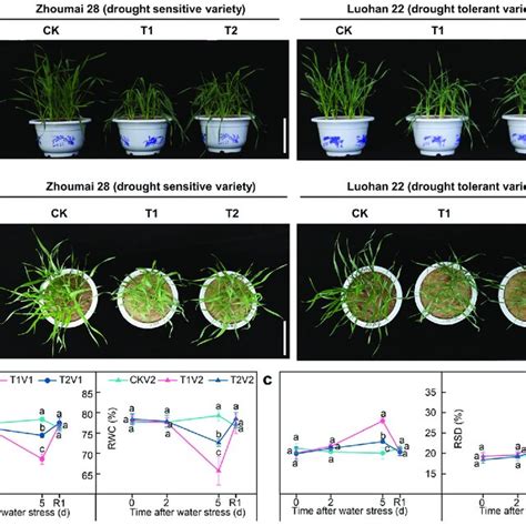 Phenotype Leaf Relative Water Content And Leaf Relative Saturation Download Scientific Diagram