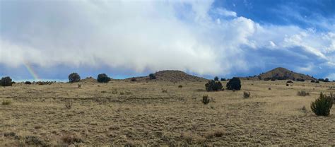 Facing Homelessness Boulder Say Hello To Ruby Throated Hummingbird Ruby Is Originally From