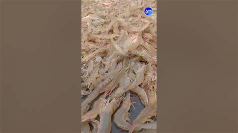 ভেনামি চিংড়ি চষে দ্বিগুন লাভ Am World Youtube