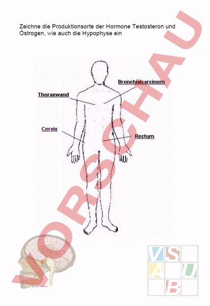 Arbeitsblatt Sexualkunde Entw Geschlechtsorgane Biologie Fortpflanzung Entwicklung