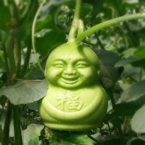 人形人参果图片人参果图片卡通图片大山谷图库