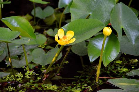 台灣萍蓬草 Nuphar shimadae 菁芳園綠生活