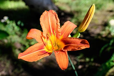 화창한 여름날 영국 코티지 스타일의 정원에서 릴리움 또는 릴리 식물의 작은 선명한 오렌지 색 꽃 한 개 부드러운 초점으로 촬영 된 아름다운 야외 꽃 배경 0명에 대한 스톡