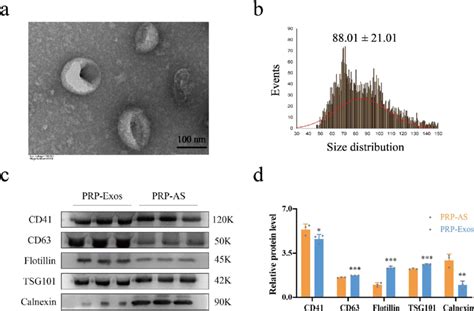 Identification Of Prp Exos A The Morphology Of Prp Exos Was Viewed Download Scientific