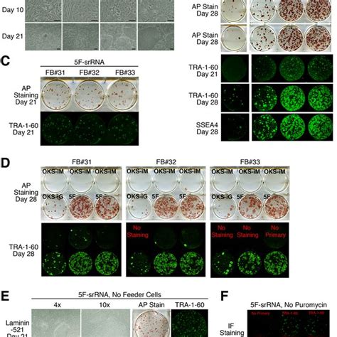 Pdf Enhanced Generation Of Ipscs From Older Adult Human Cells By A Synthetic Five Factor Self