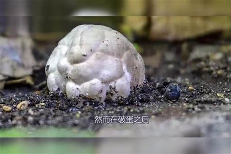 男子野外发现奇怪的蛋，带回家孵化后，迅速将它放回大自然了！带回家大自然男子