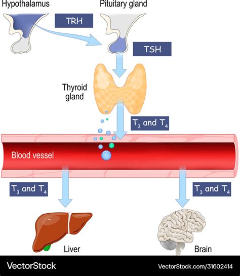 Thyroid Hormones Regulation Vital Functions Vector Image