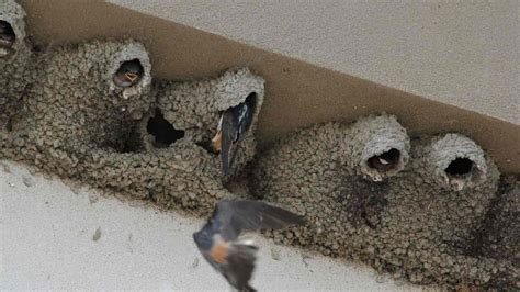 Swallow Nest Made Of At Carolyn Pless Blog