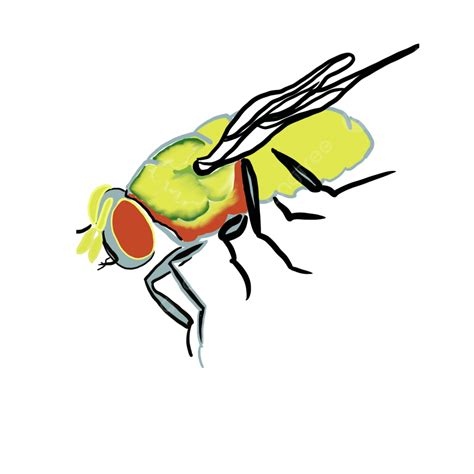 파리 가 벌레 곤충 벡터 그림 일러스트 을 손 으로 그리다 파리 손으로 그린 Insect Png 일러스트 및 Psd 이미지