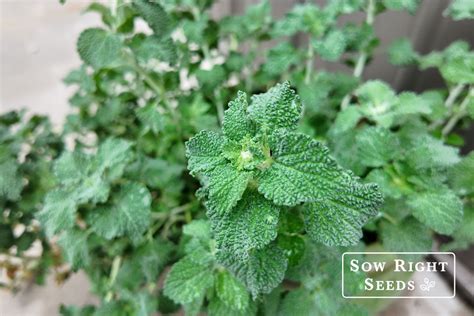 How To Grow Horehound Herb From Seed To Harvest Sow Right Seeds