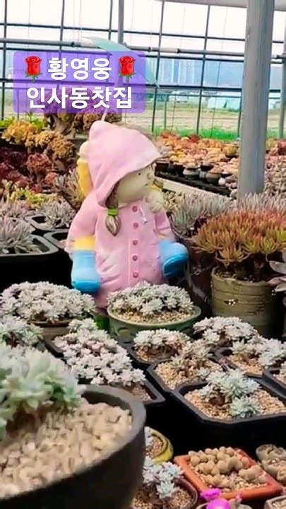 황영웅인사동찻집다육이다육식물다육이사랑이쁜다육이들이쁜다육이도도다육아가들다육이구경다육다육이들이쁜황영웅노래트로트트롯트로트가수한국가요감성