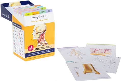 Anatomy Physiology Ii Lab Practical 1 Flashcards Easy