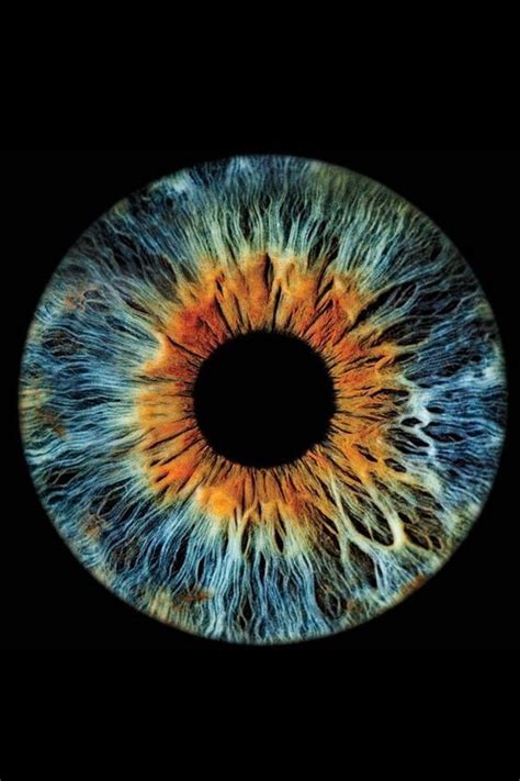 Human Eye Iris Art Artwork Eye Art Human Iris Iris Art Artwork