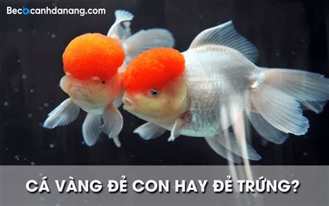 Cá Vàng đẻ Con Hay đẻ Trứng Cách Chăm Sóc Khi Cá 3 đuôi Sinh Sản