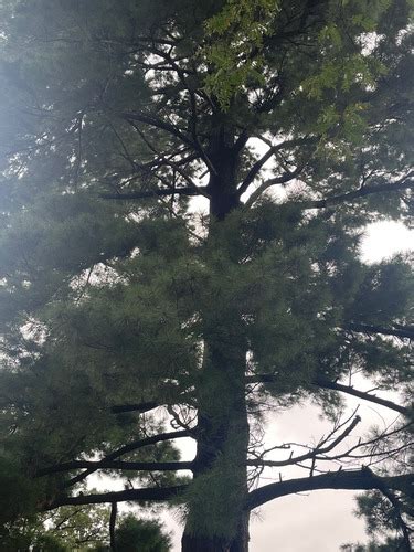 Week Tree Descriptions Flashcards Quizlet Week Tree Descriptions Flashcards Quizlet