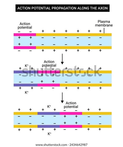 10 Action Potential Propagation Along Axon Stock Vector Royalty Free