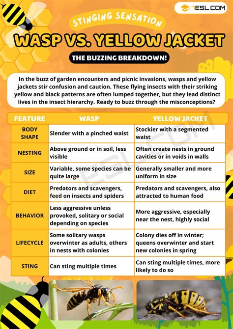 The Difference Between Wasp And Yellow Jacket ESL