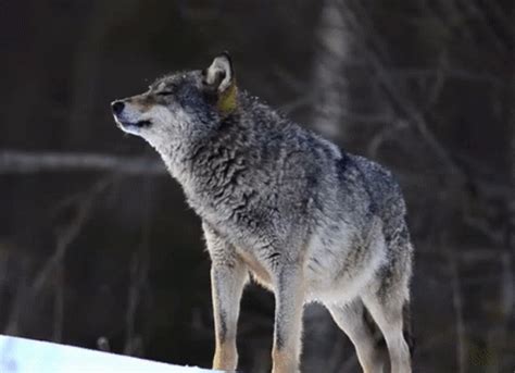 Wolf  Ice