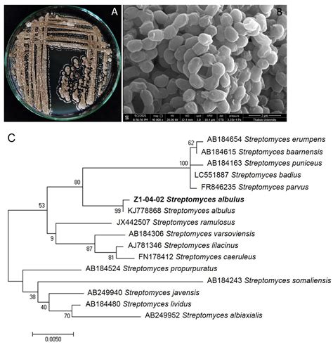 A Rhizobacterium Streptomyces Albulus Z1 04 02 Displays Antifungal