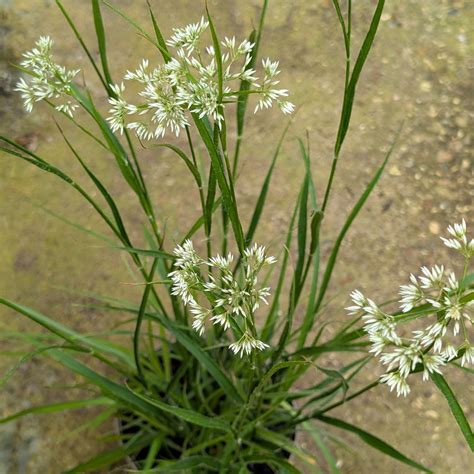 Luzula Nivea Companion Plants Millais Nurseries