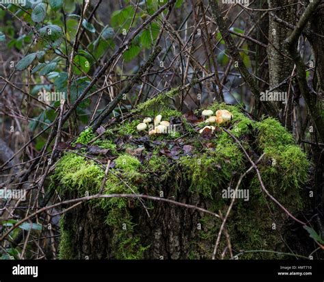Honey Fungus Growing On A Tree Stump Stock Photo Alamy
