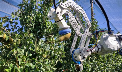 Unique Interplay Between Plant Knowledge And Robotics For Innovations